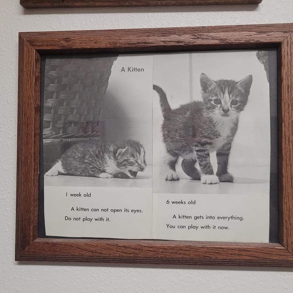 cats who share one braincell @catbraincell