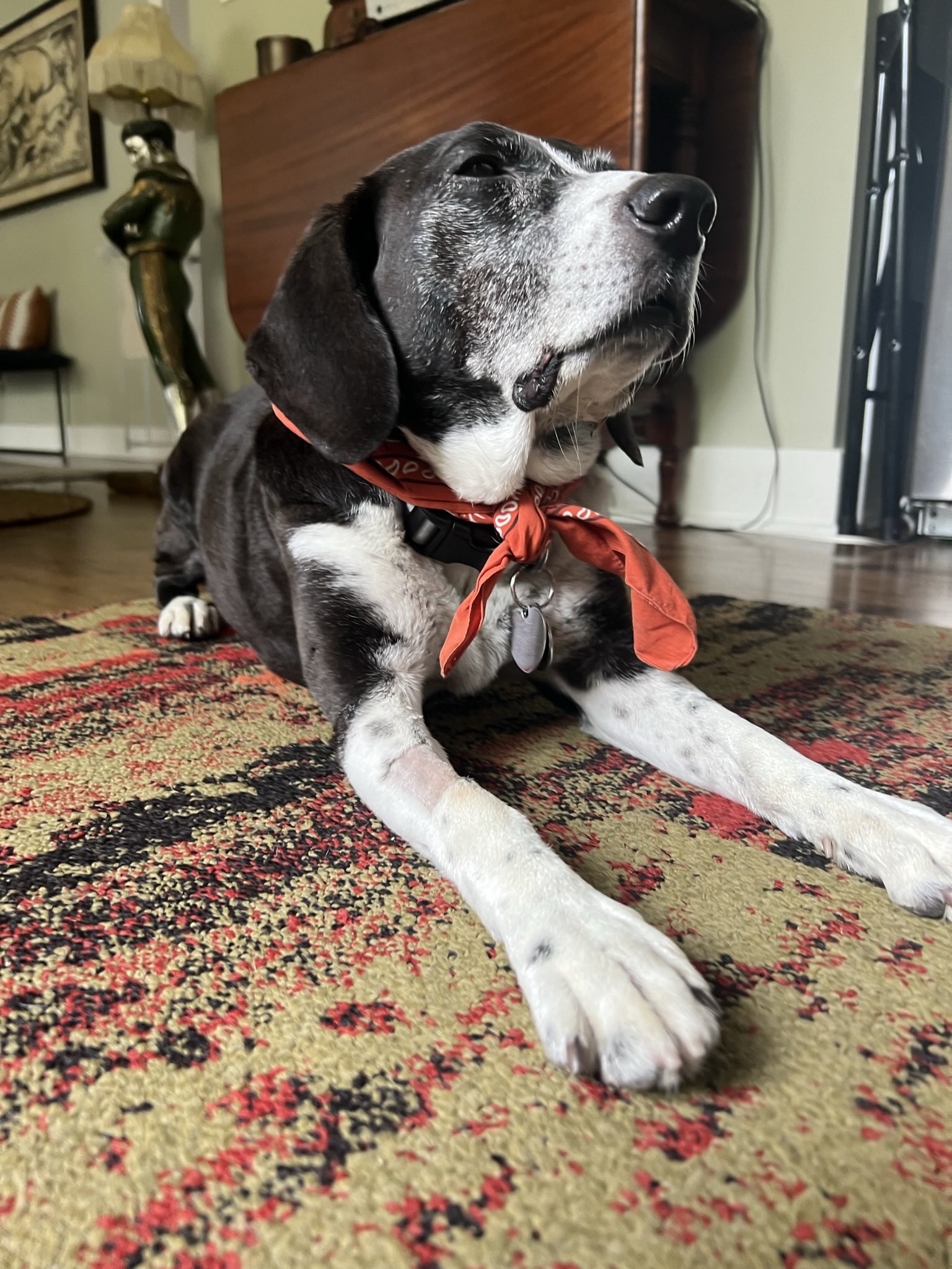 Blue Tick Hound Lab Mix