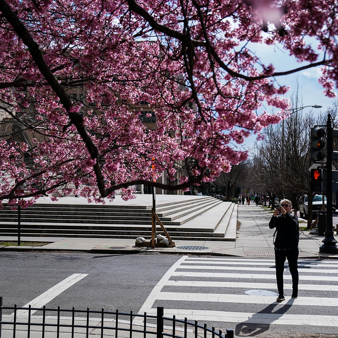 CGTN on Twitter: "The beloved trees were given as a friendship gift ...