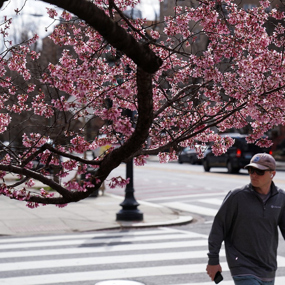 CGTN on Twitter: "The beloved trees were given as a friendship gift ...