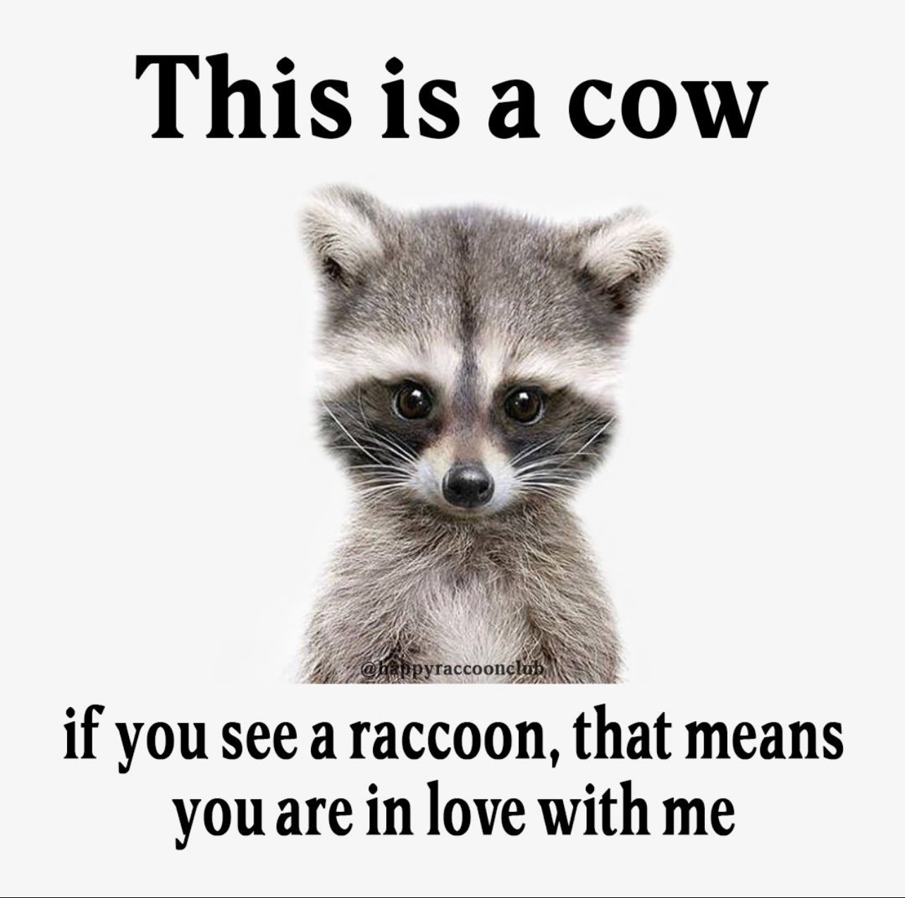 Mean Raccoon