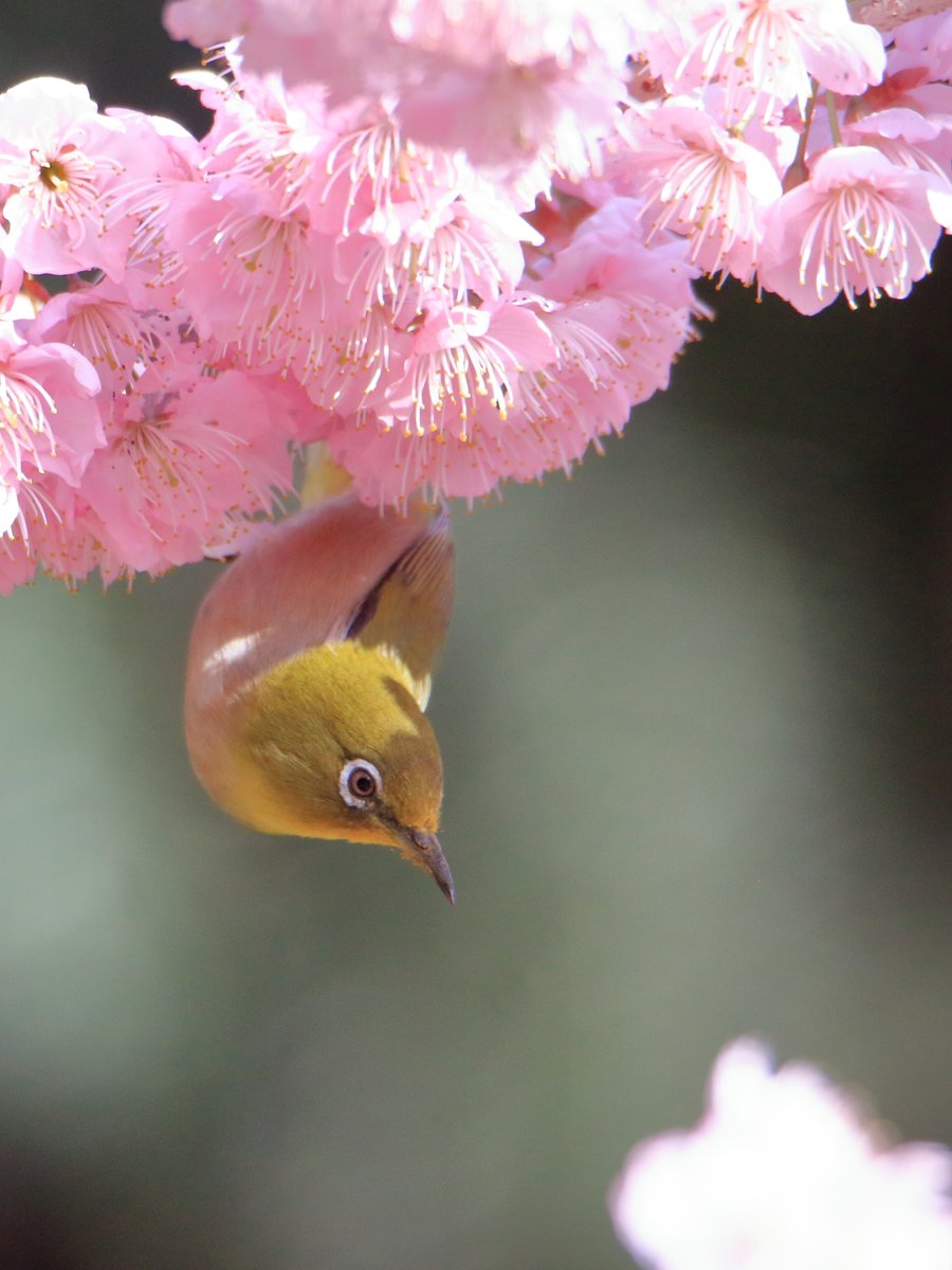 Jun & Ridge(@SystemJun) - Twilog