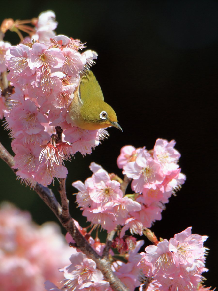 Jun & Ridge(@SystemJun) - Twilog