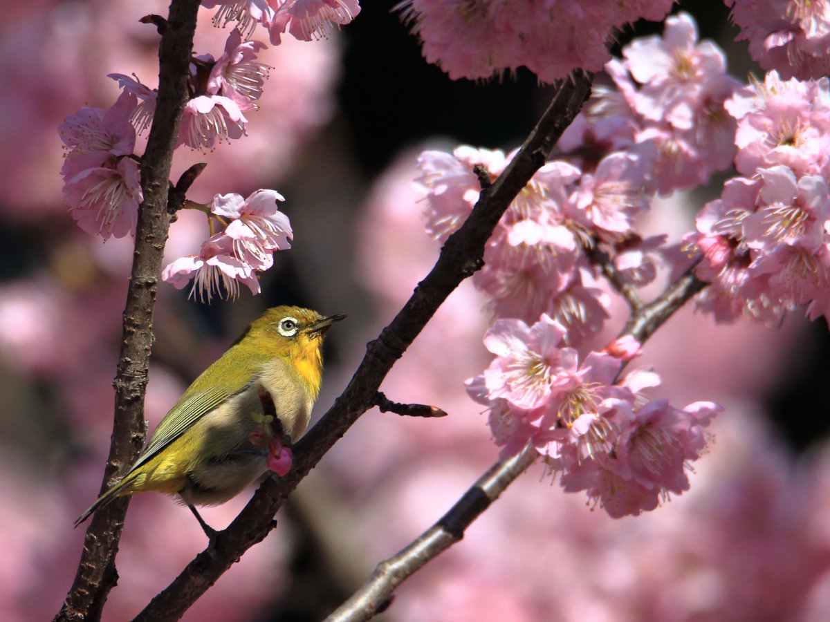 Jun & Ridge(@SystemJun) - Twilog