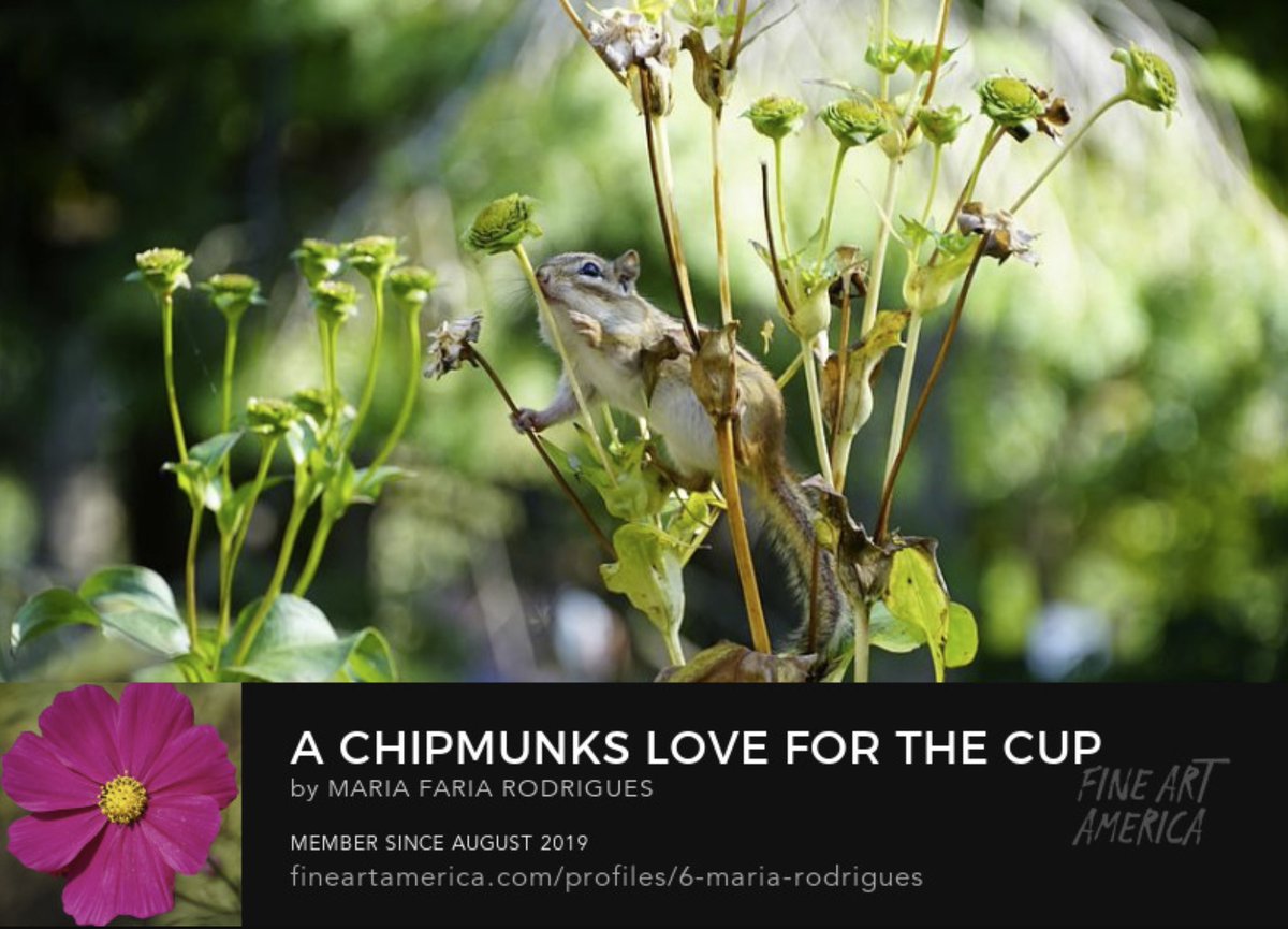 Maria Faria Rodrigues on Twitter: "A Chipmunk's Love for the Cup Plant https://6-maria-rodrigues ...