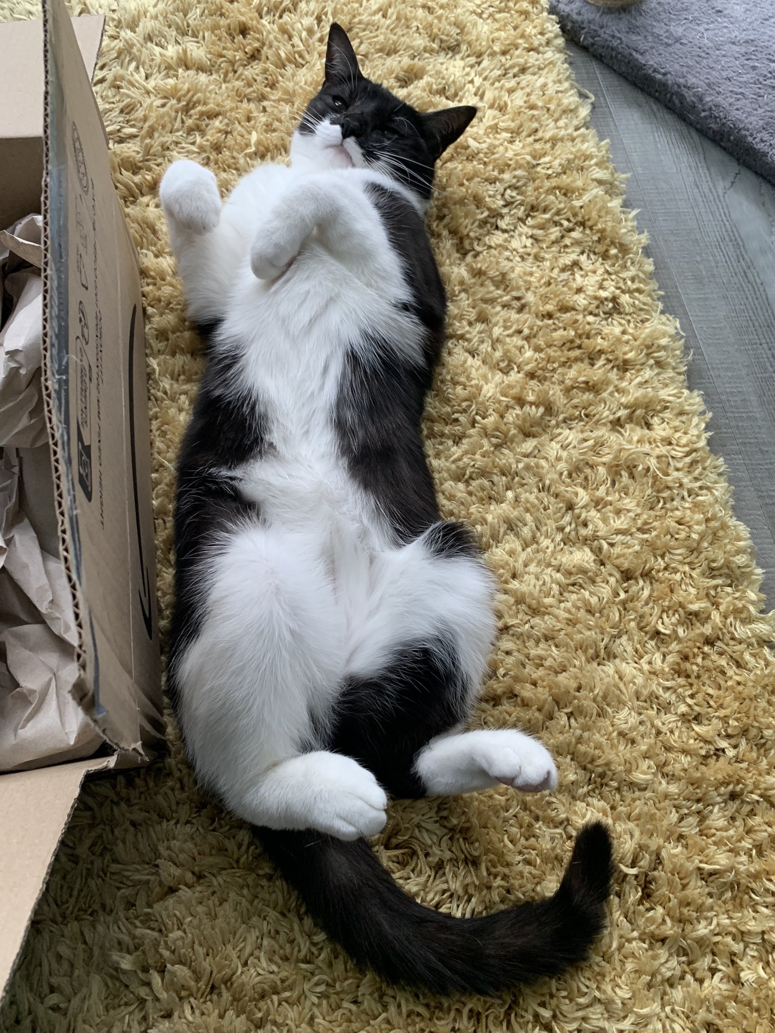 🐾🐾Milo & Skye 🐾🐾 on Twitter: "Milo: Happy #jellybellyfriday - this is actually quite modest for ...