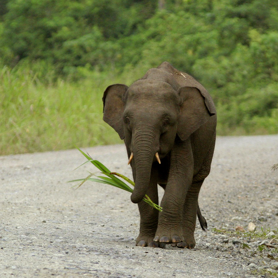 Worlds Smallest Elephant