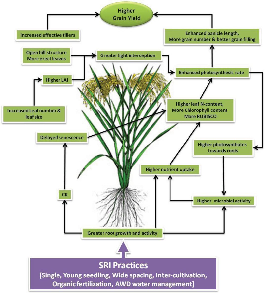 The System of Rice Intensification (SRI) is an innovative and holistic ...
