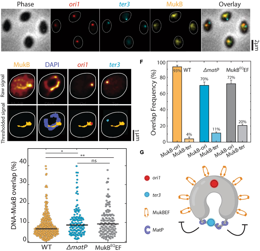 Home - Cees Dekker Lab