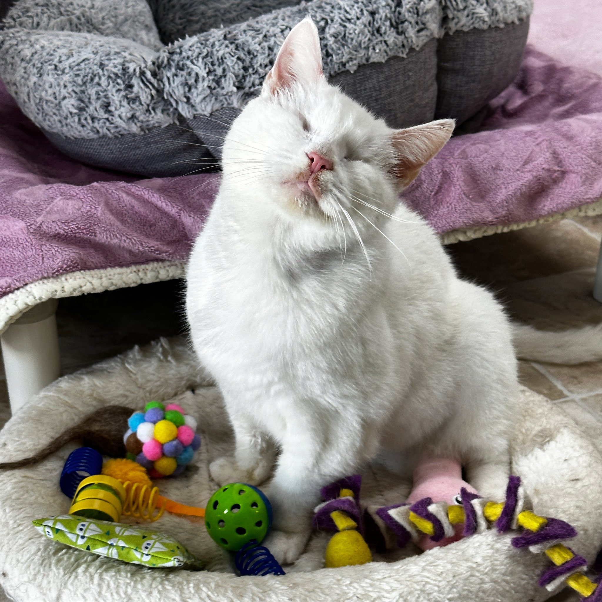 Ready For The Weekend Cat