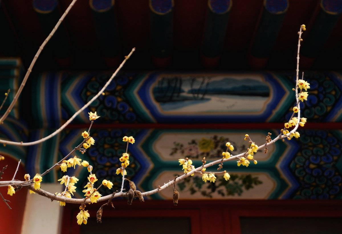 The once dormant buds now burst forth🌱, with each petal delicately ...