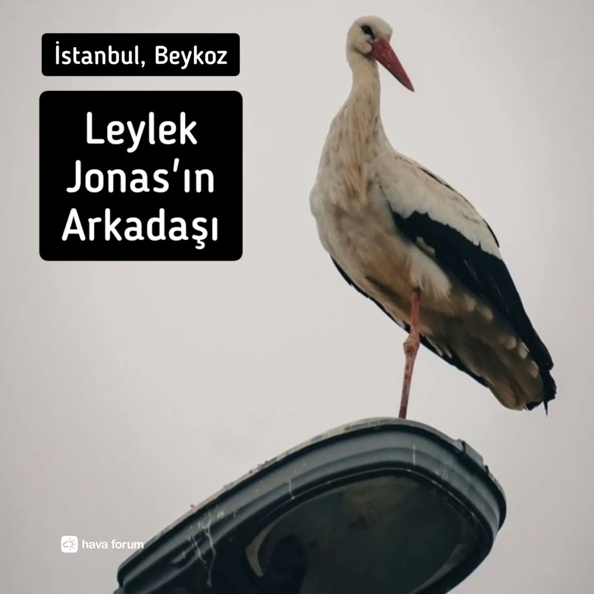 Hava Forum on Twitter: "Leylek Jonas'tan 2 gündür haber alamıyoruz. Bugün Beykoz civarında ...