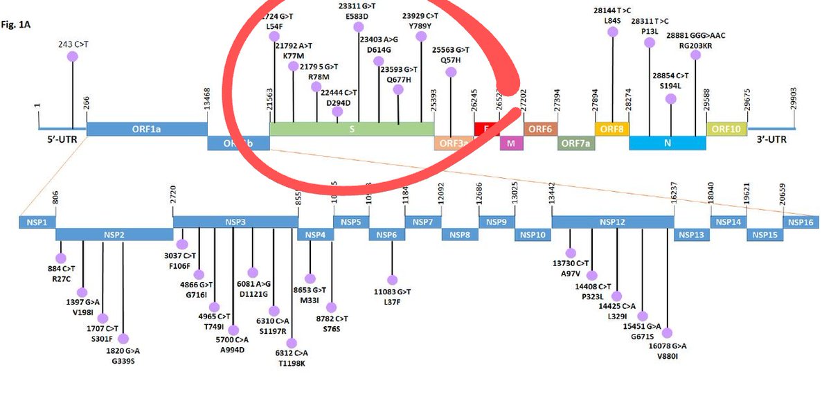 Thread by ejustin46: SARS-CoV-2 : Non structural protein NSP, structur ...