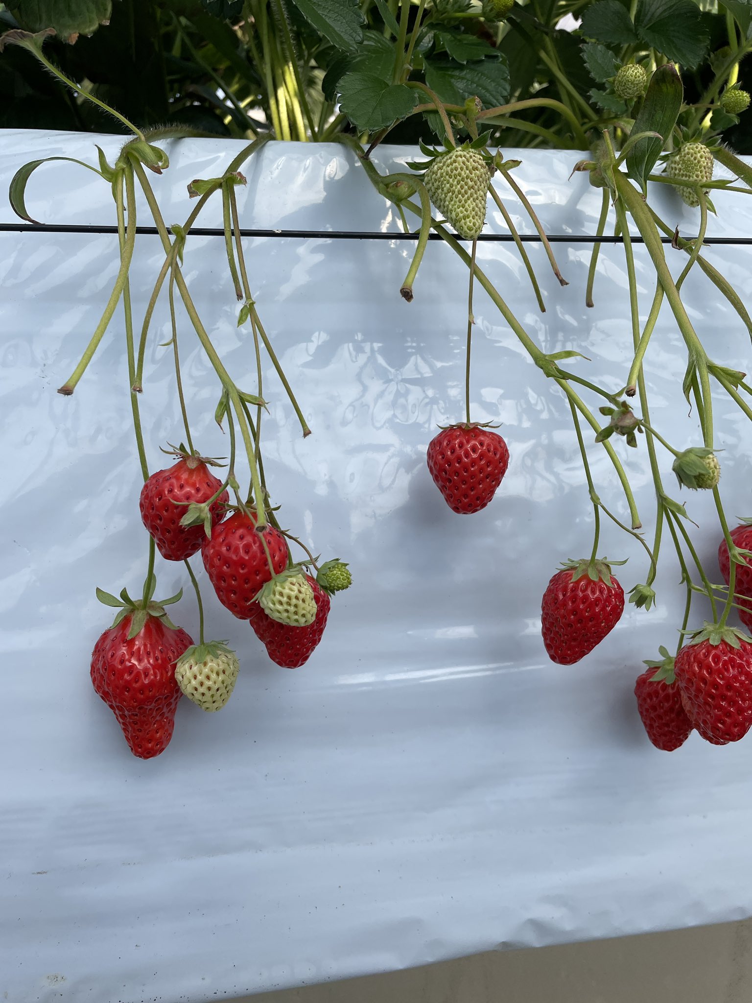 mion (@m_ot0_) / Twitter