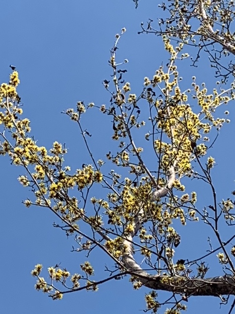 座間谷戸山公園日々 On Twitter マンサク サンシュユ アセビ スイセン が咲いています。座間谷戸山公園 東口駐車場付近