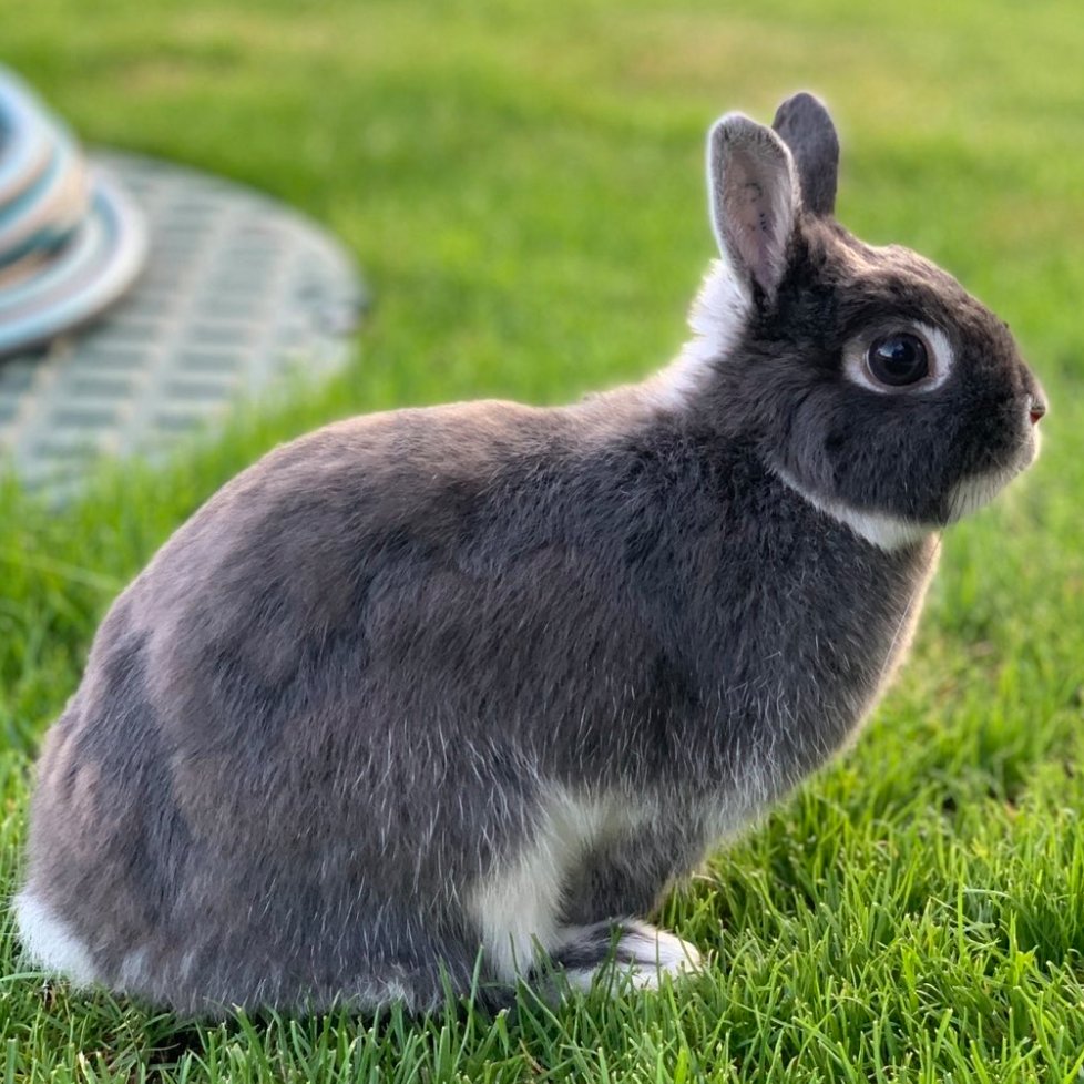 Blue Silver Marten Rabbit