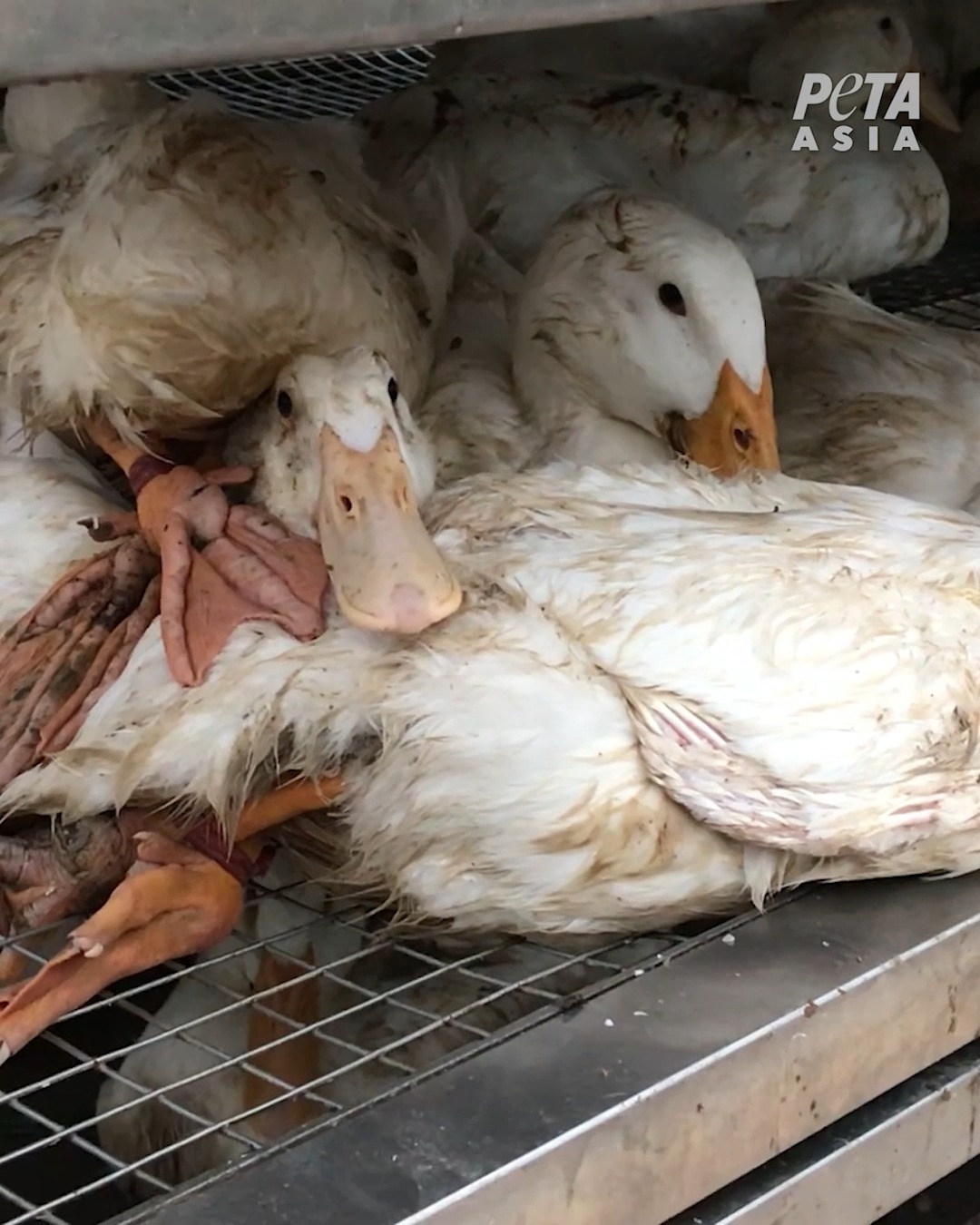 PETA on Twitter: "The only comfort they have is each other 😢 https://t.co/T9pShPWRfT" / Twitter