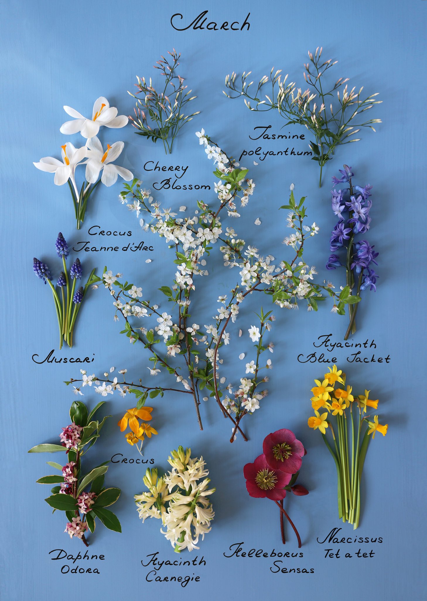 Blue Spring Flower Names