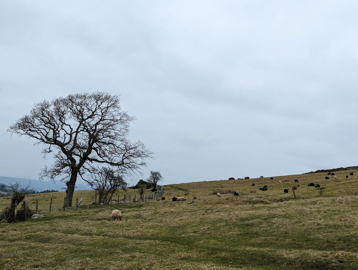 Thread by @zugzwanged on Thread Reader App – Thread Reader App