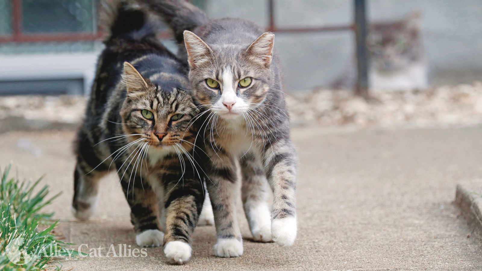 Two Cats Walking Together