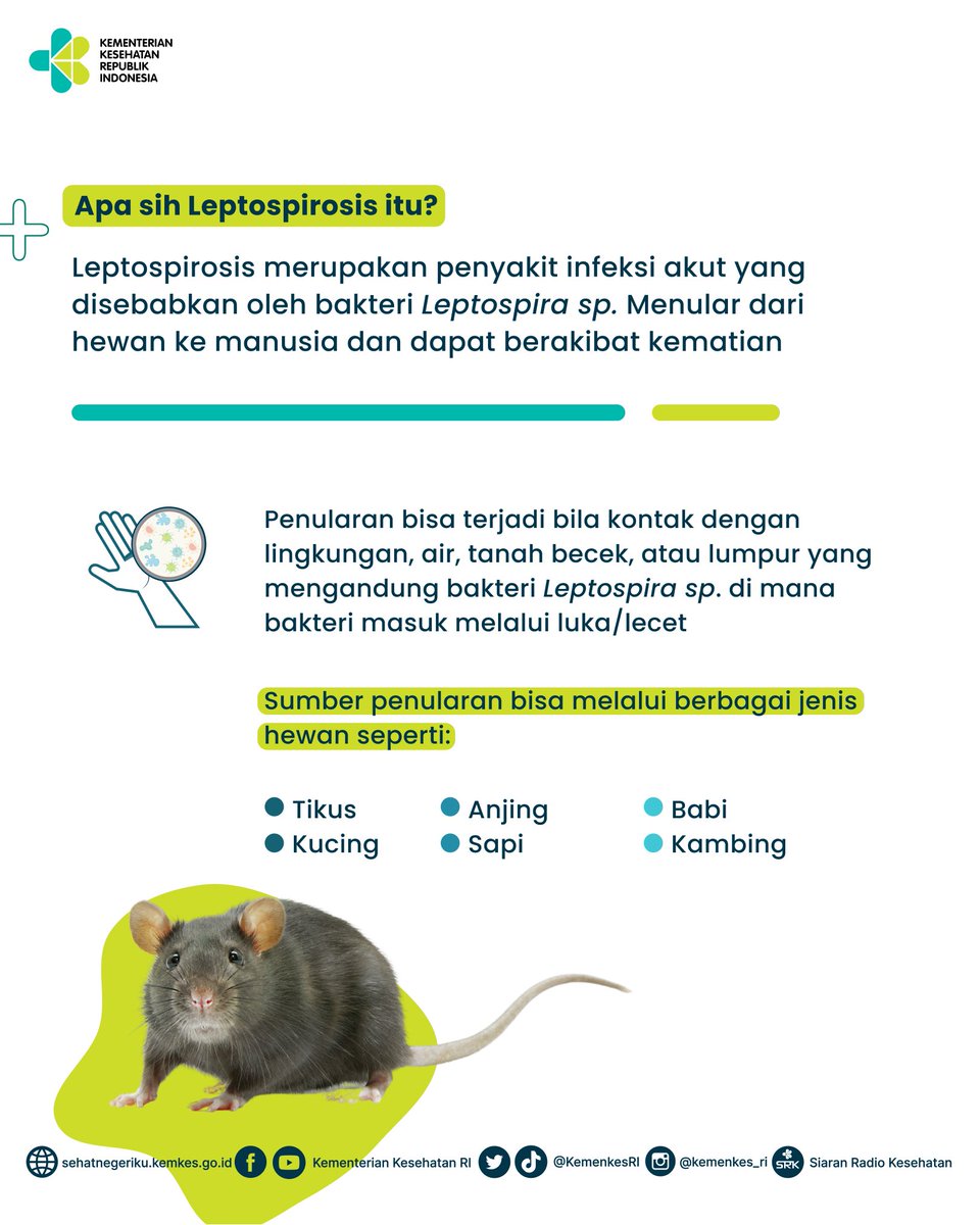 Kementerian Kesehatan RI on Twitter: "Leptospirosis ditularkan oleh berbagai hewan salah satunya ...