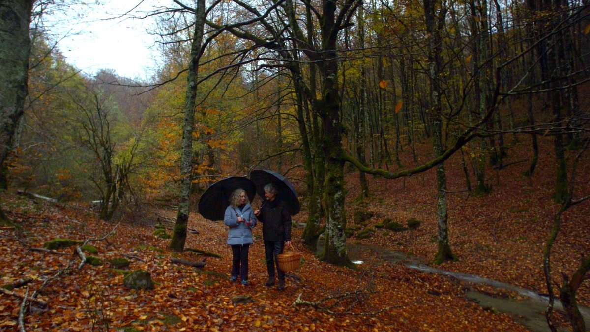 La Selva de Irati es una inmensa masa forestal donde conviven hayas y ...