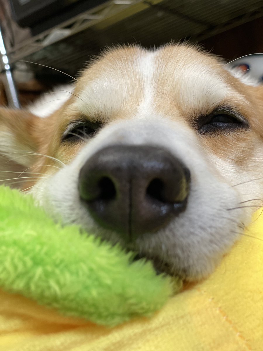 リンゴロスの駄犬🥳🥳(@Corgi_Ringolos) - Twilog (ツイログ)