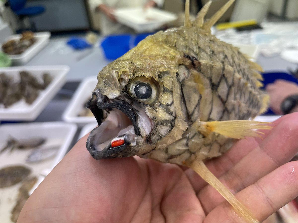 Cleidopus is one of two genera in the family Monocentridae commonly ...