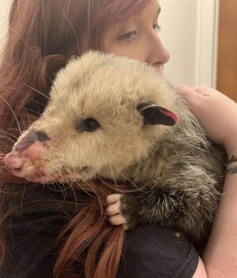 Opossum Bite Dog
