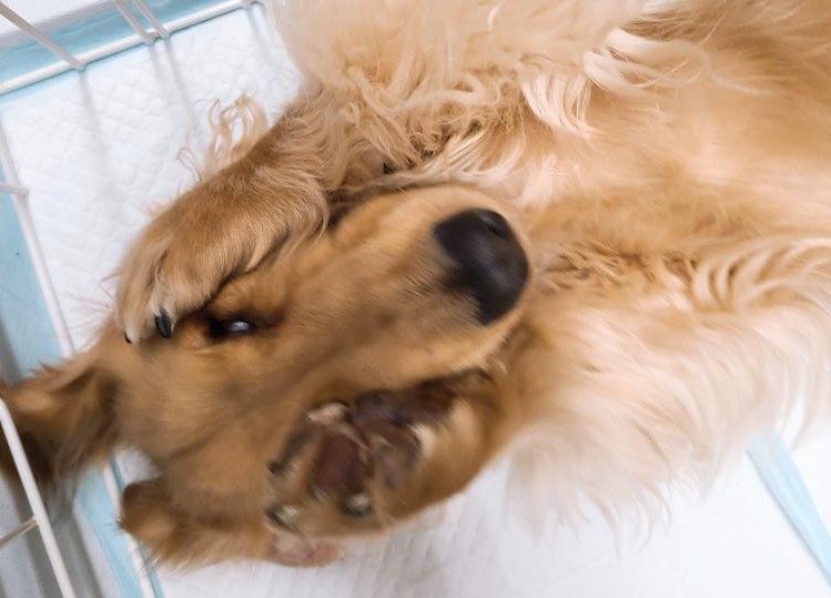 河原アイペットワールド専門学校【公式】(@aipet_kawahara) - Twilog