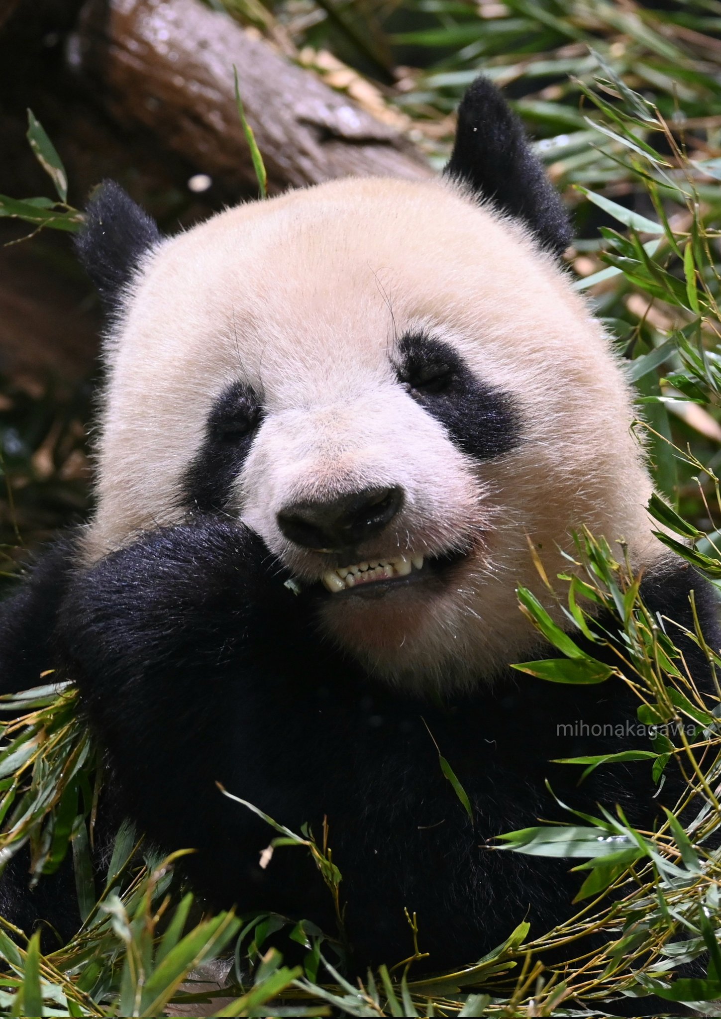 中川美帆 Miho Nakagawa on Twitter: "頭がたいら 2023.3.4撮影 #レイレイ #ジャイアントパンダ #上野動物園 https://t.co/FVfHOuYtSR ...