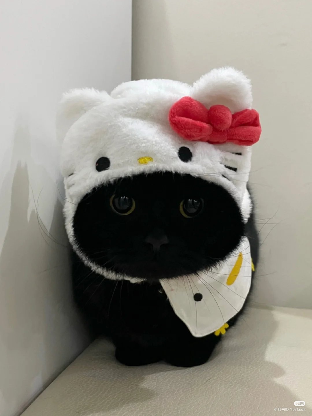 Real Hello Kitty Cat
