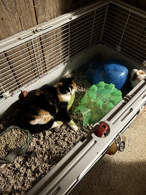 TW Pornstars - Juno Calliope. The most liked pictures and videos from ...