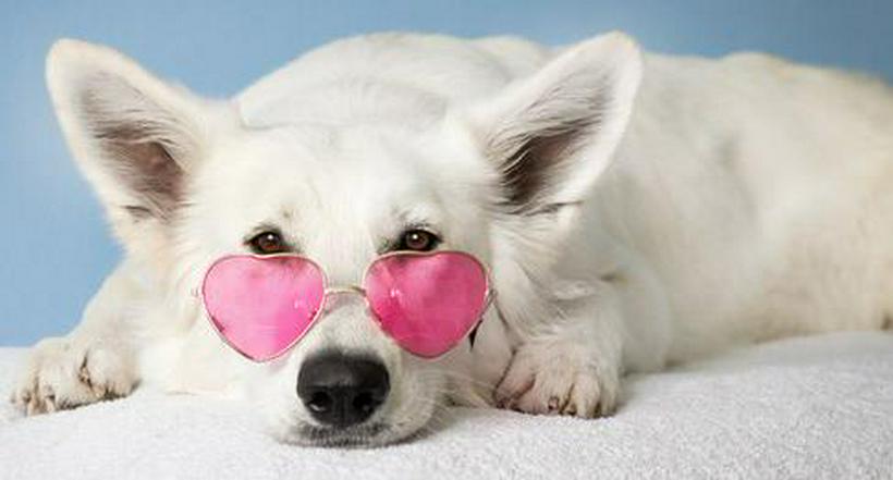 Las razas de perros más comunes en el mundo y cuáles son sus ...