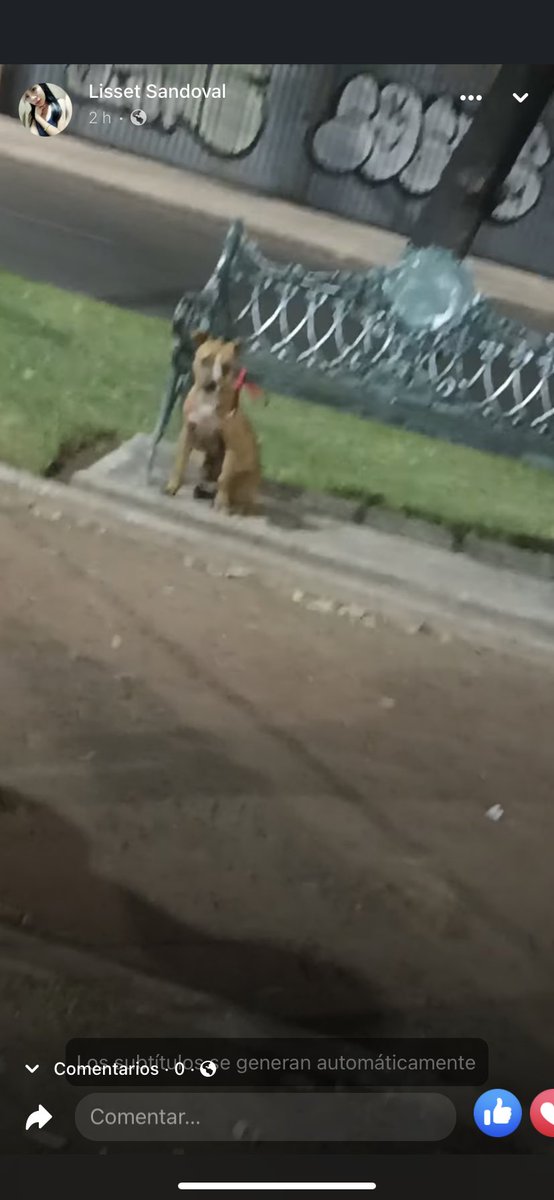 AnimalesCDMX on Twitter: "RT @HELA_MORE: Amigos acaban de abandonar esa perrita en una banca 😭 ...