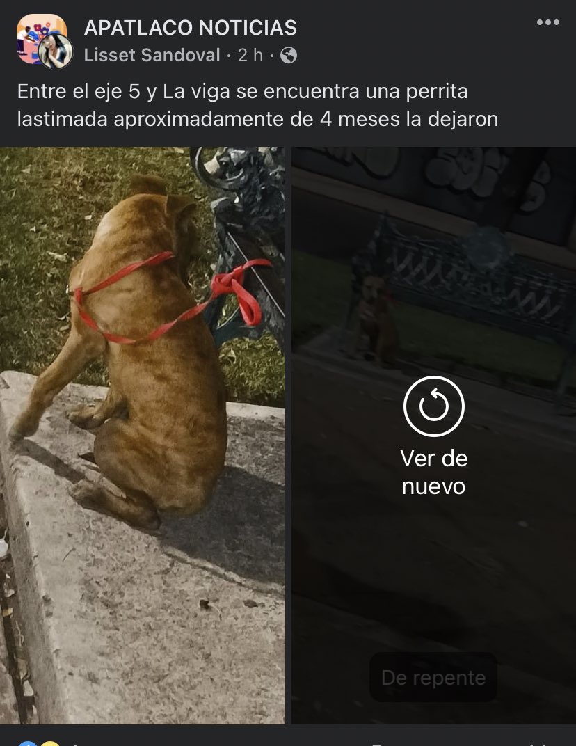 AnimalesCDMX on Twitter: "RT @HELA_MORE: Amigos acaban de abandonar esa perrita en una banca 😭 ...