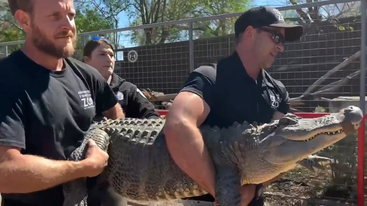 Stolen 20 years ago as an egg, a female alligator was relocated to ...