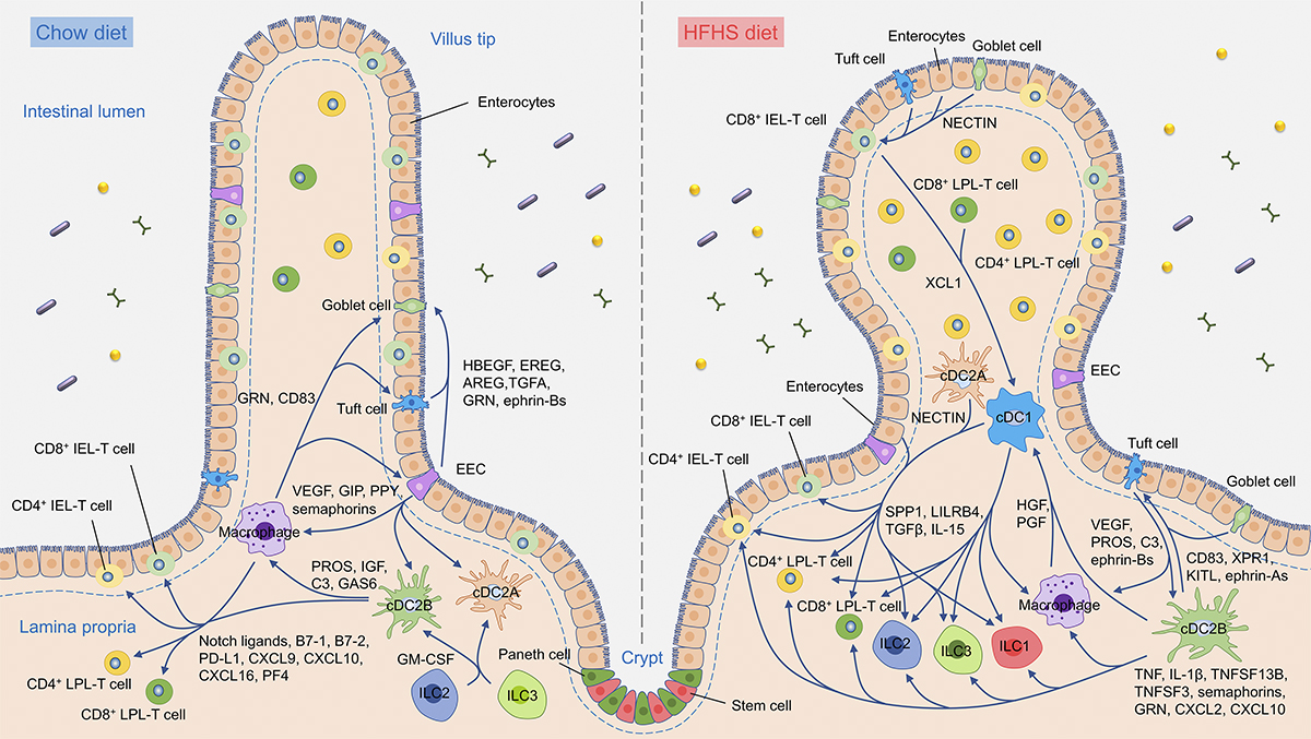 Lamina Propria Intestine