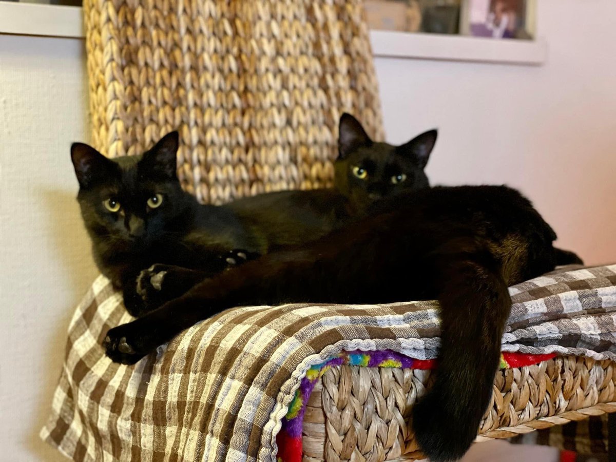 零 兄貴(@zero_aniki) - Twilog (ツイログ)