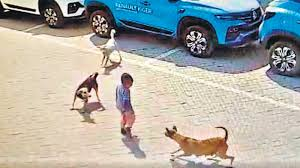 தெருநாய்களின் வெறி ஆட்டம் #thilli_info இந்தியாவில் நாய்க்கடி சம்பவங்கள் ...