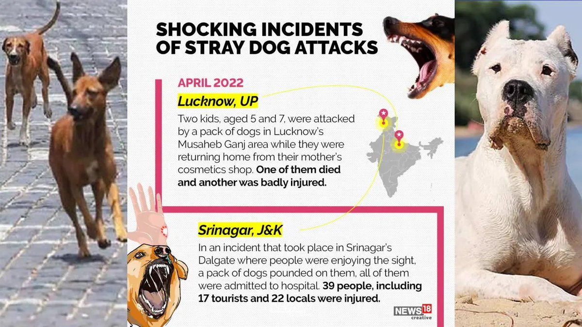 தெருநாய்களின் வெறி ஆட்டம் #thilli_info இந்தியாவில் நாய்க்கடி சம்பவங்கள் ...