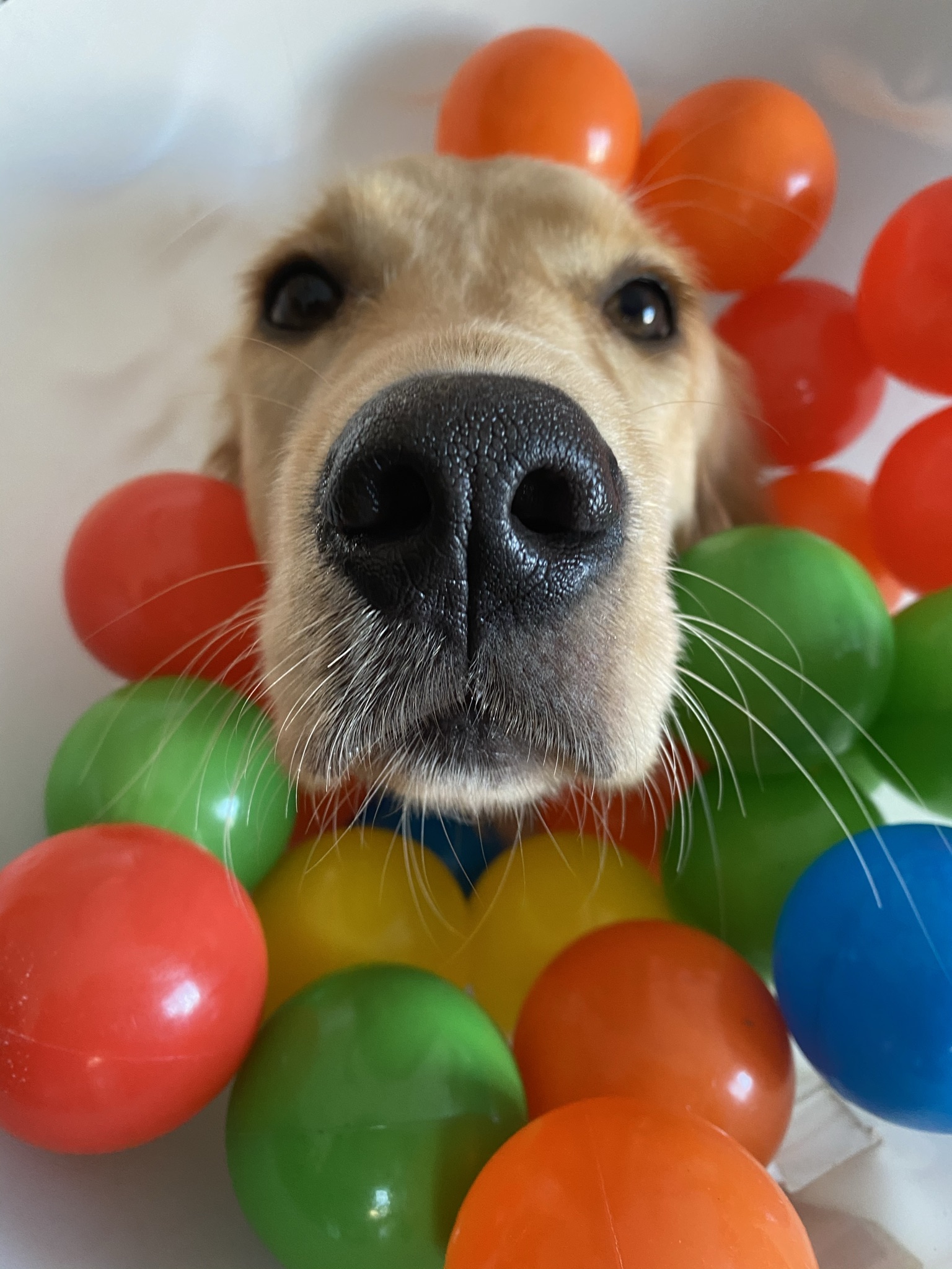 Bunsen and BEAKER on Twitter: "Timeline cleanse! https://t.co/2RU8H7LIQL" / Twitter