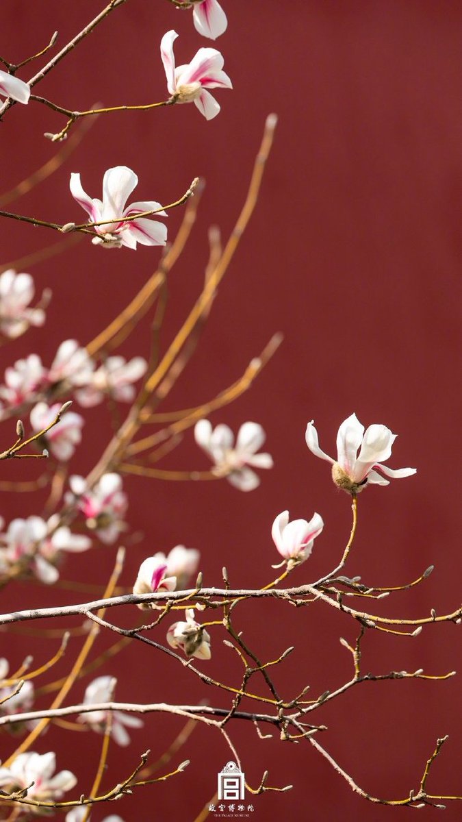 Magnolia flowers are like the most exquisite containers in Beijing's ...
