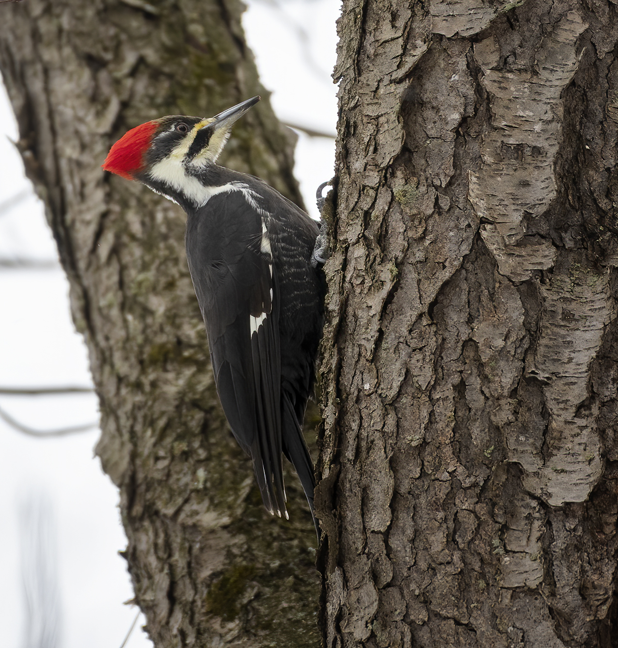 Female Pileated Woodpecker