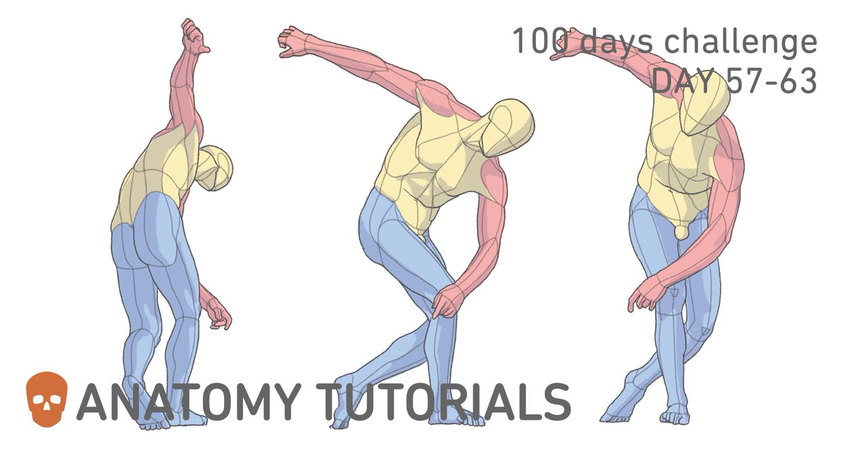 Anatomy Tutorials On Twitter Https Patreon Posts 100 Days Day