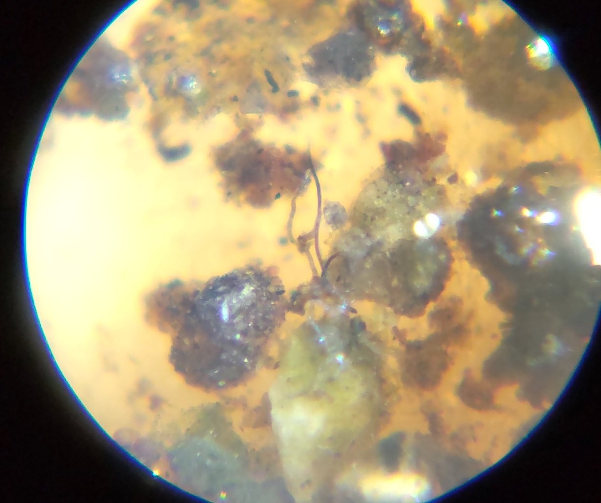 Omusubi on Twitter: "本日も実験の続きをしました。 まず二日前に観察した3番の石ですが、変化なし。モジャモジャ伸びてきてません。 https://t.co ...