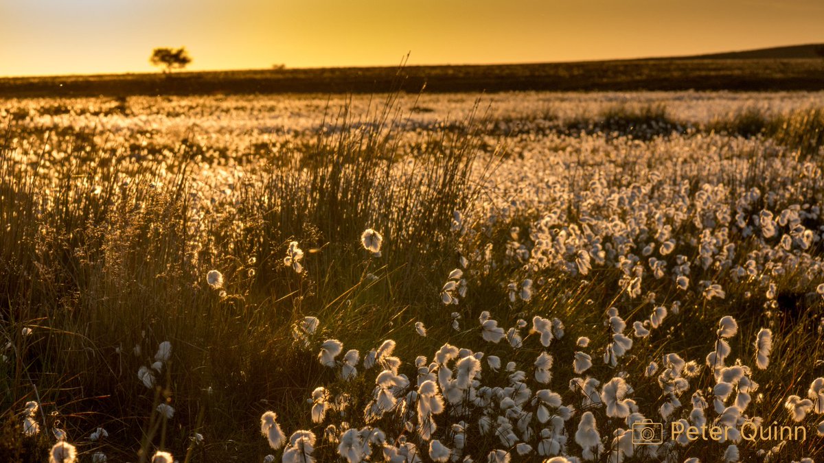 IUCN UK Peatlands on Twitter: IUCN UK Peatlands on Twitter: