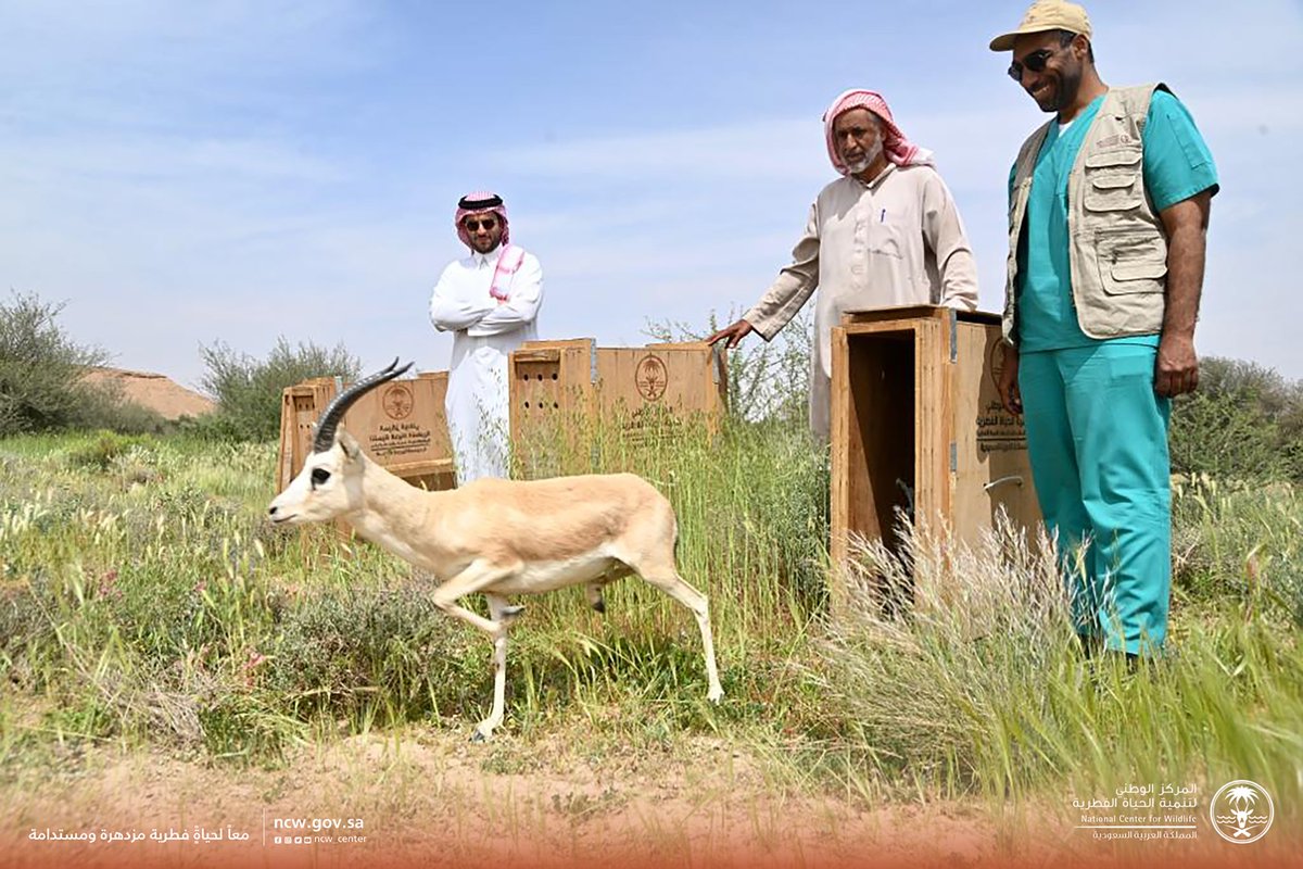 المركز الوطني لتنمية الحياة الفطرية On Twitter المركز الوطني لتنمية
