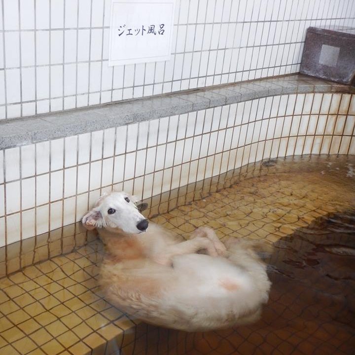 blue on Twitter: "how is this creature supposed to fight a wolf.. they look like theyre gonna ...