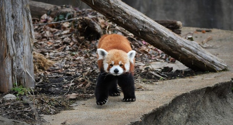 Red Panda Network on Twitter: "RT @stlzoo: As if they weren’t already too cute, red pandas have ...